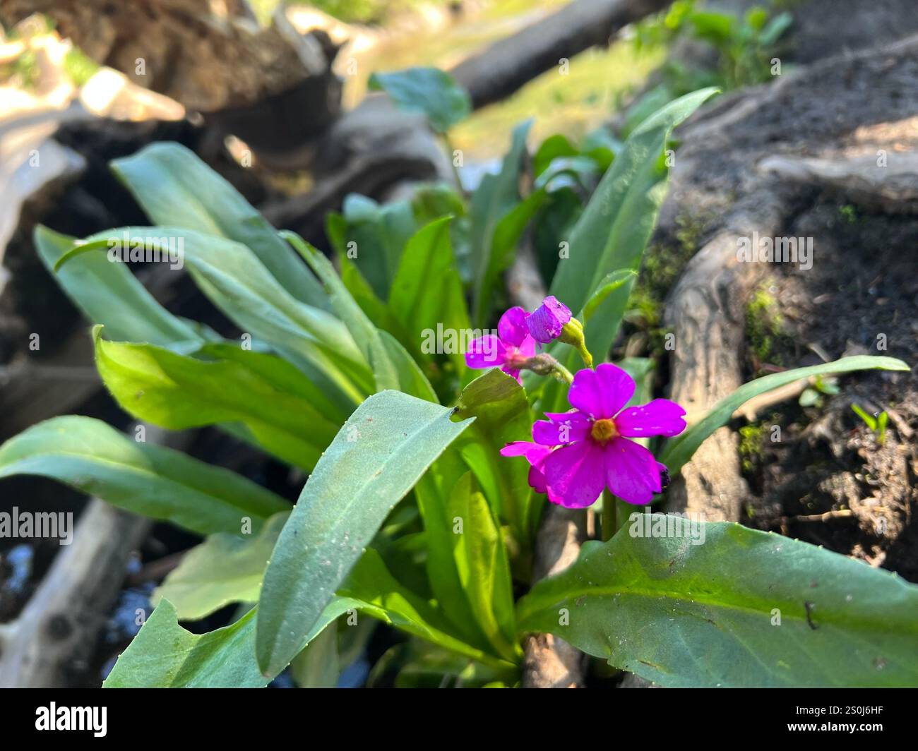Parrys primrose hi-res stock photography and images - Alamy