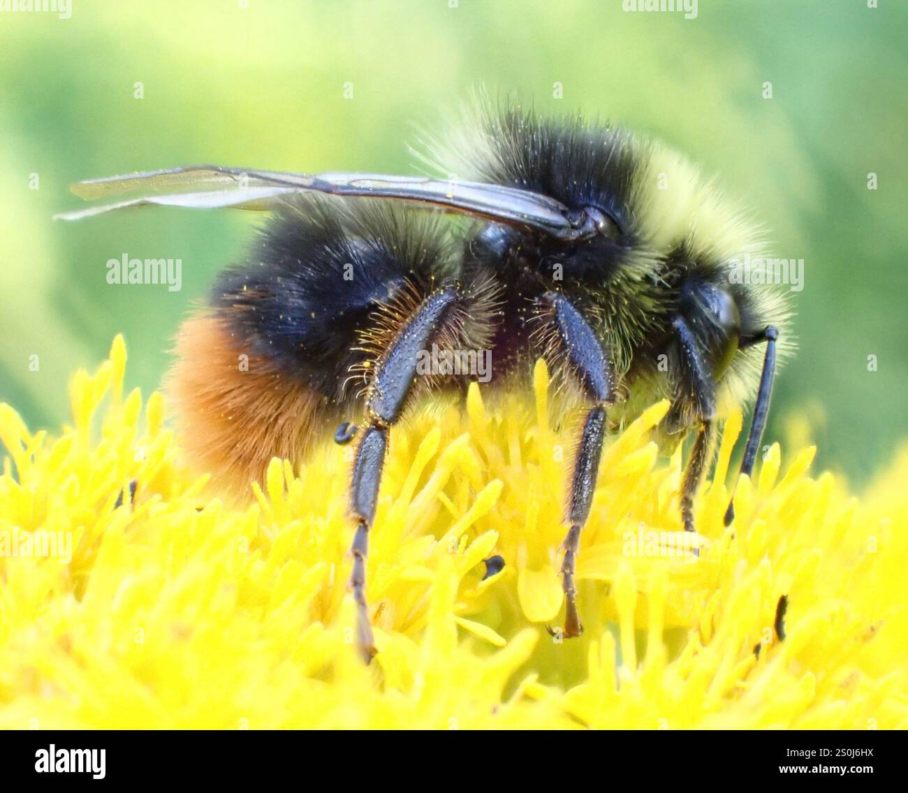 Red-tailed Bumble Bee (Bombus lapidarius Stock Photo - Alamy