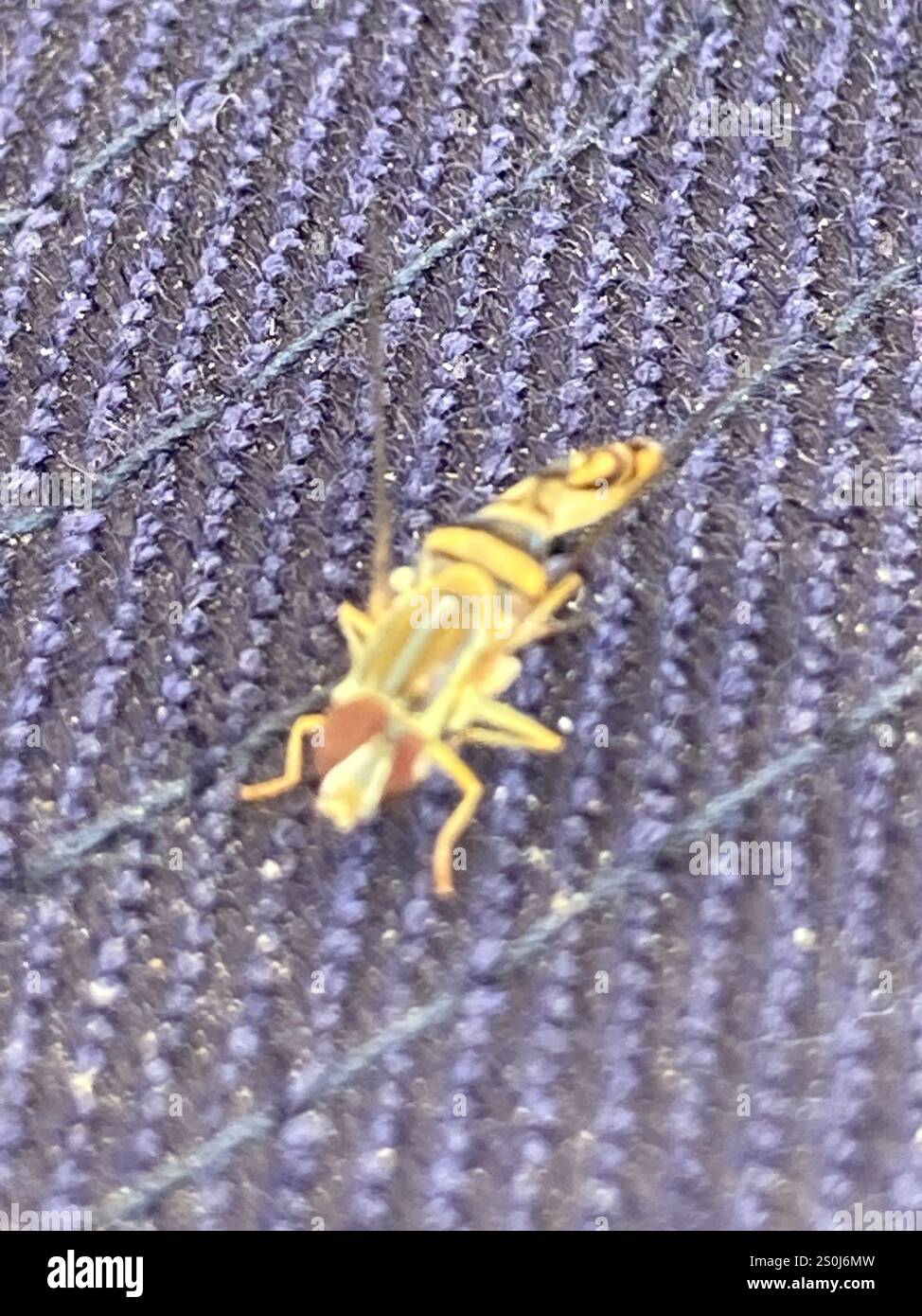 Maize Calligrapher (Toxomerus politus Stock Photo - Alamy