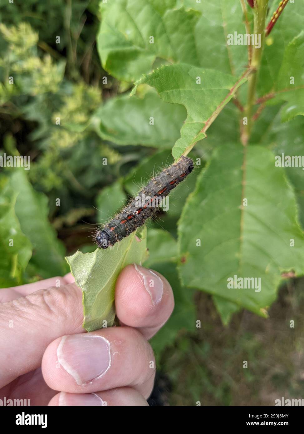 Cherry Dagger (Acronicta hasta Stock Photo - Alamy