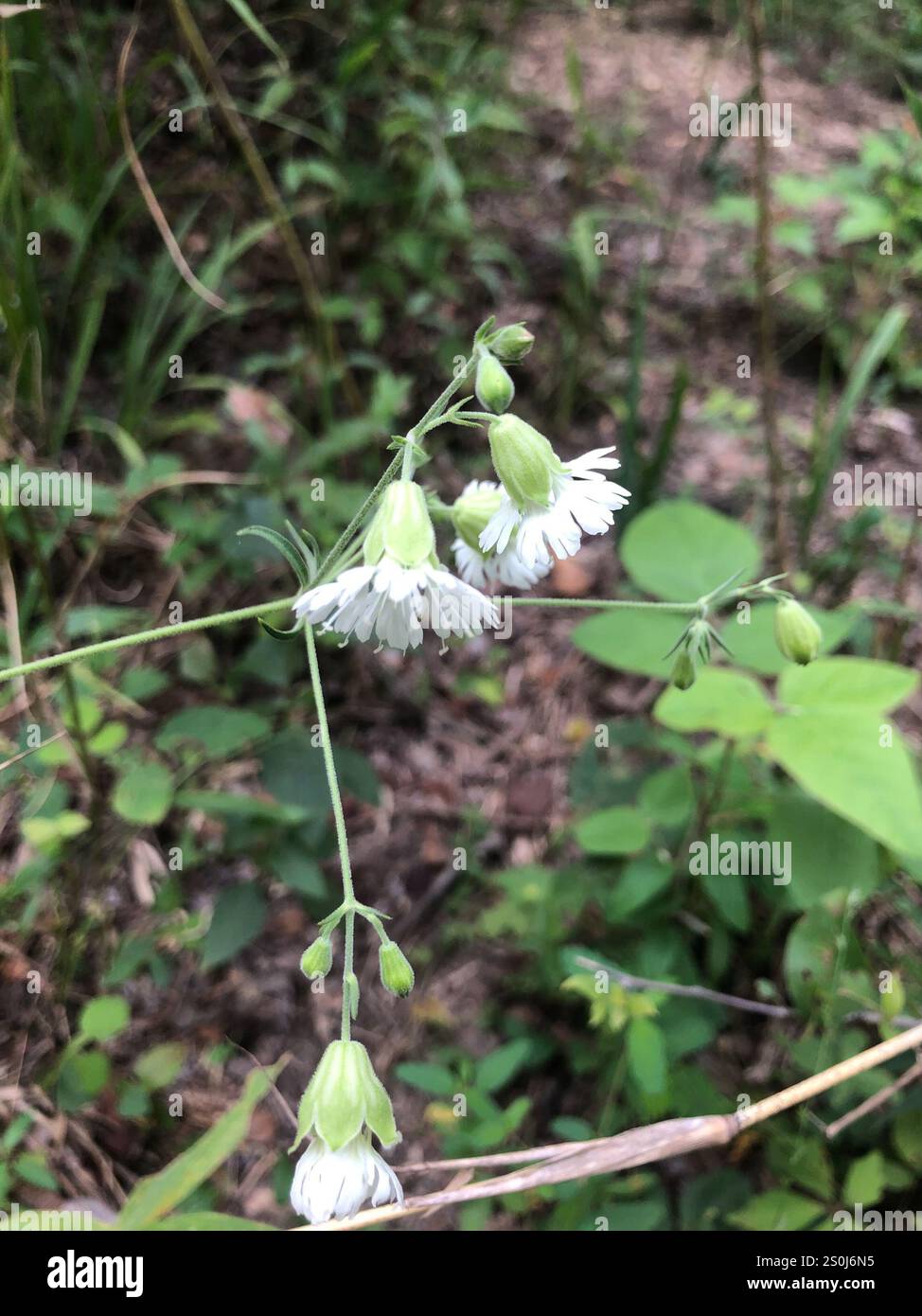 starry campion (Silene stellata Stock Photo - Alamy