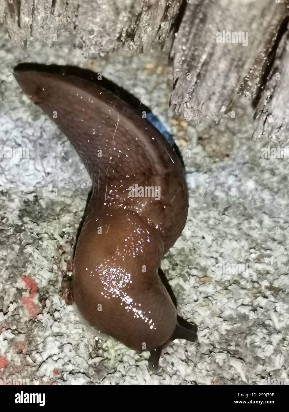 Ash-black Slug (Limax cinereoniger Stock Photo - Alamy