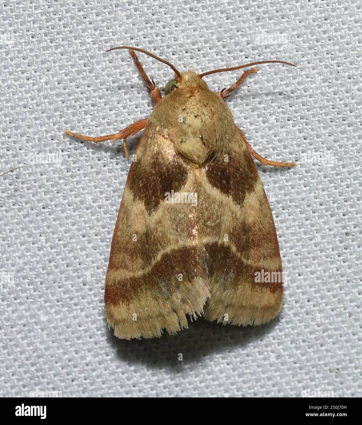 Lynx Flower Moth (Schinia lynx Stock Photo - Alamy