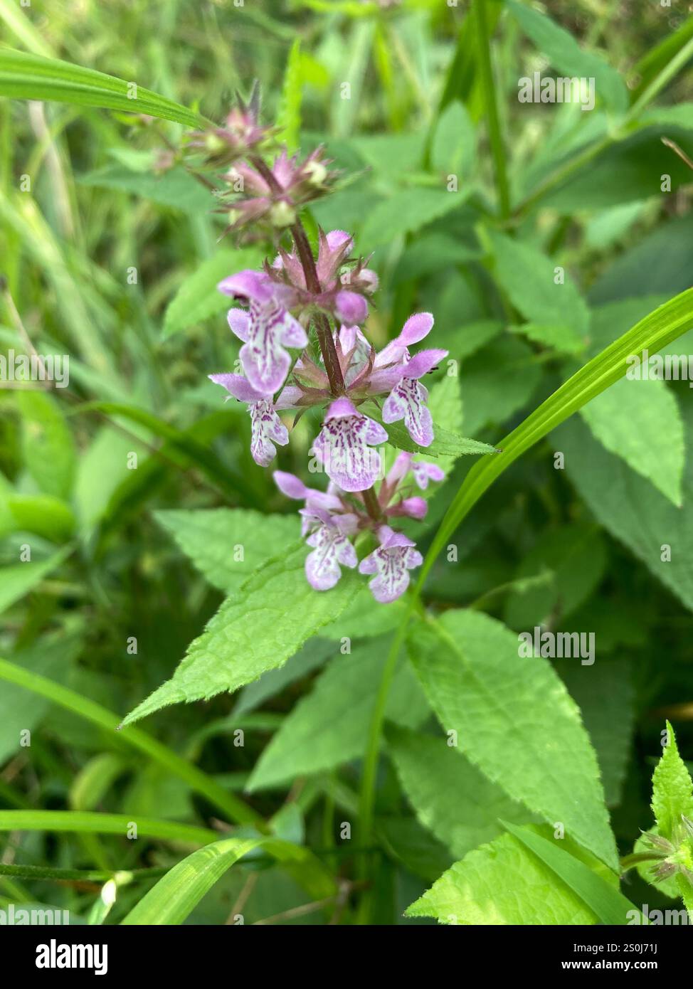 smooth hedgenettle (Stachys tenuifolia Stock Photo - Alamy