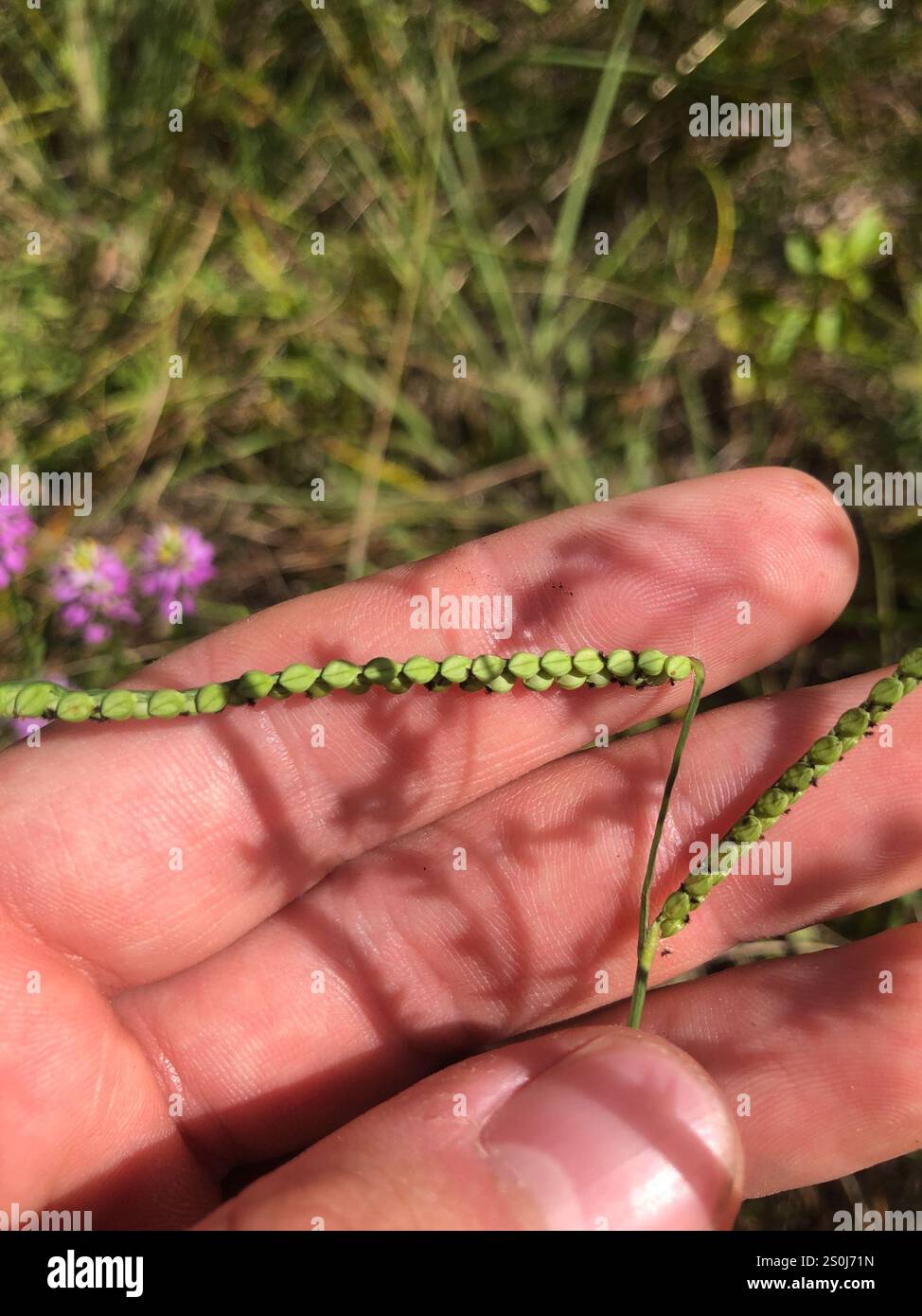 Field Paspalum (Paspalum laeve Stock Photo - Alamy