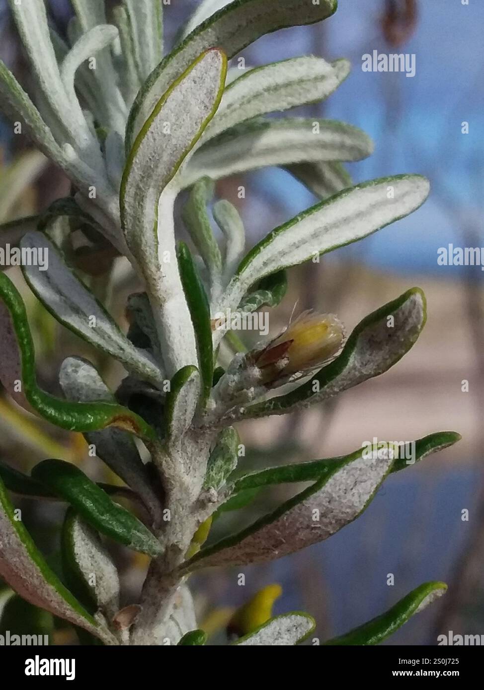 Coastal Daisy-Bush (Olearia axillaris Stock Photo - Alamy