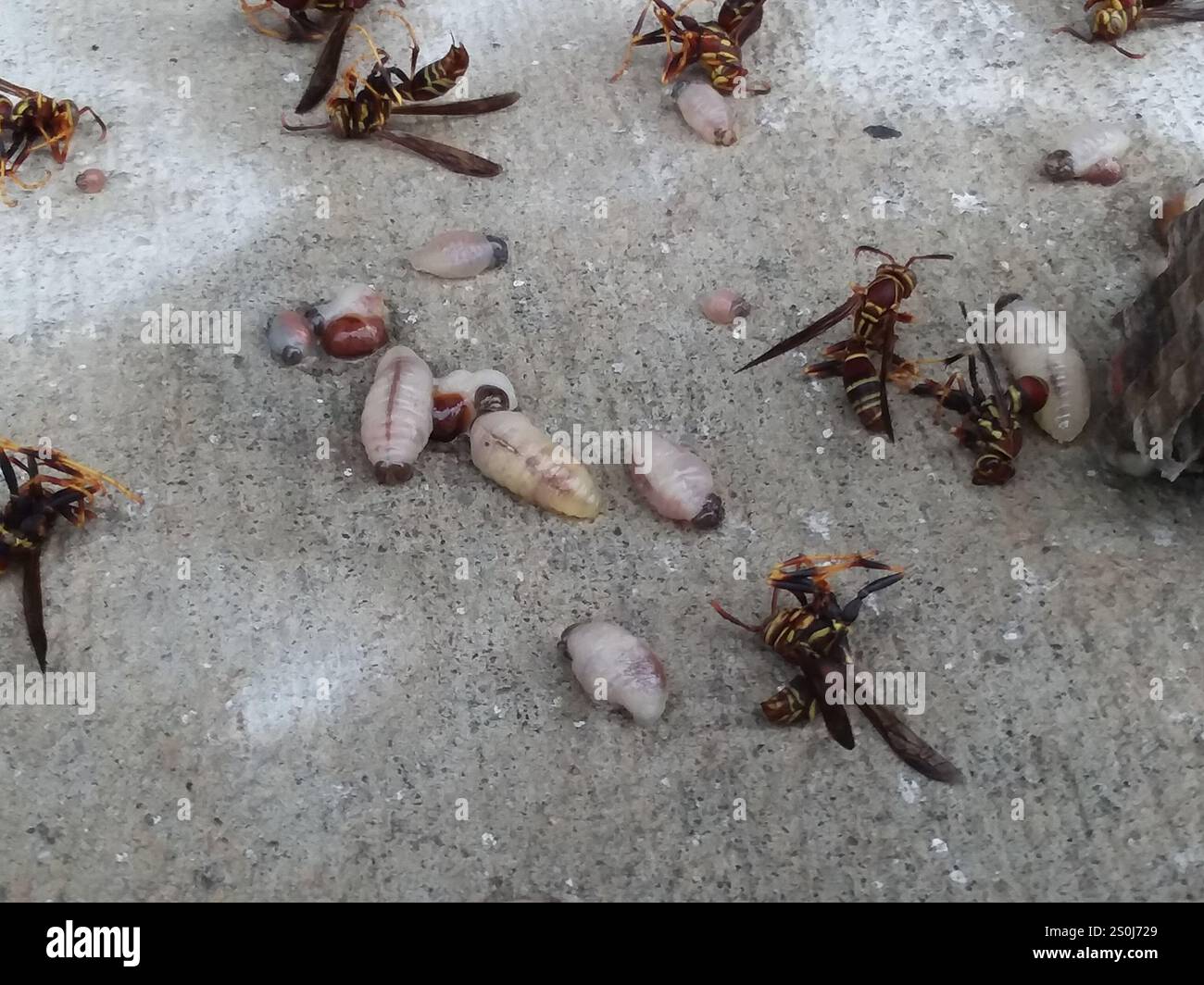 Paper Wasps (Polistinae Stock Photo - Alamy