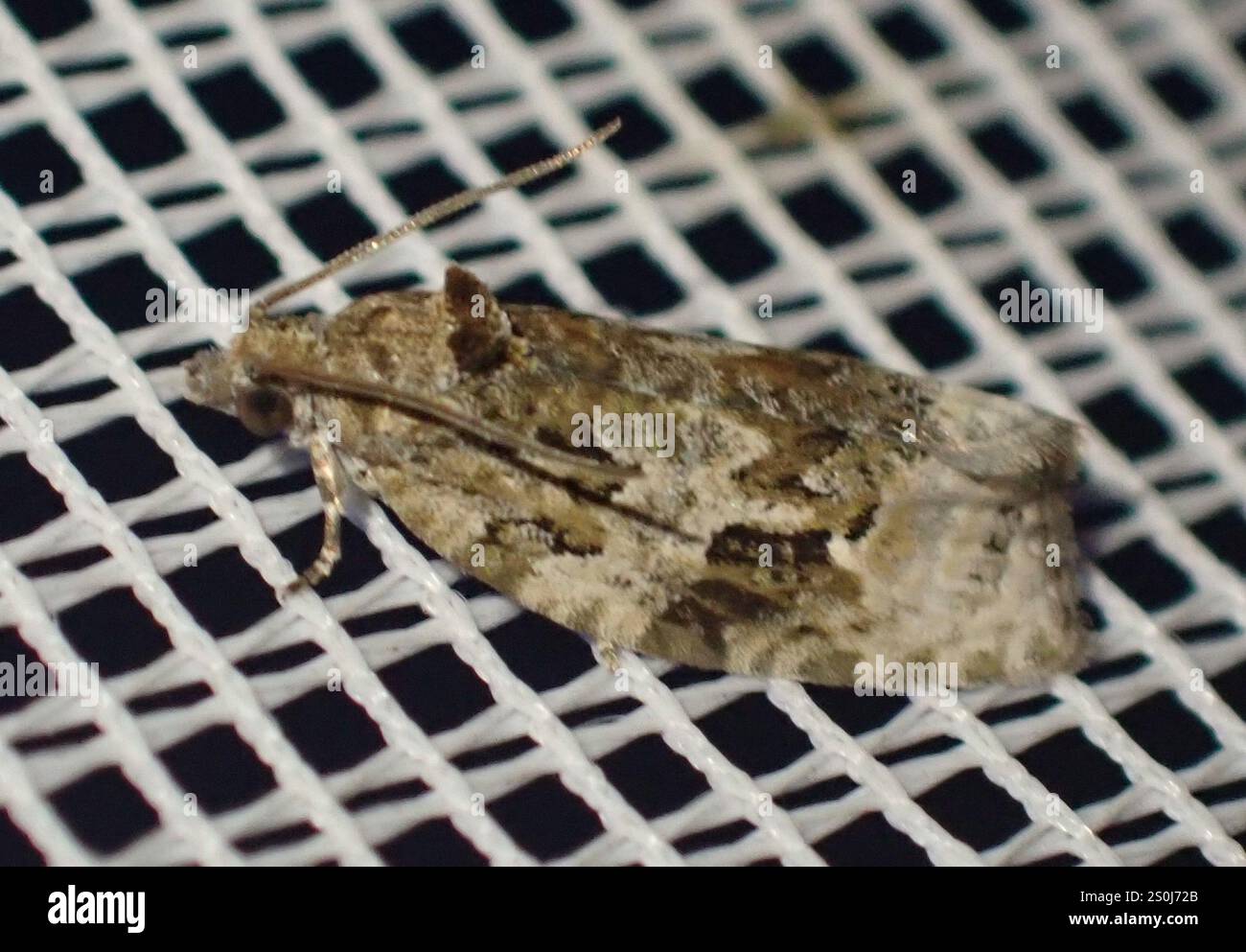 Willow Marble (Apotomis lineana Stock Photo - Alamy