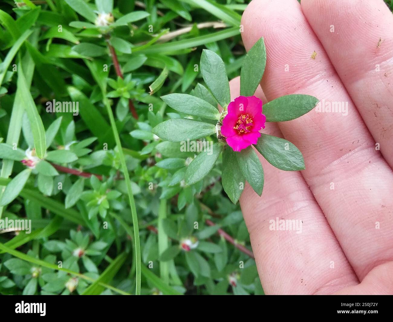 Paraguayan Purslane (Portulaca amilis Stock Photo - Alamy