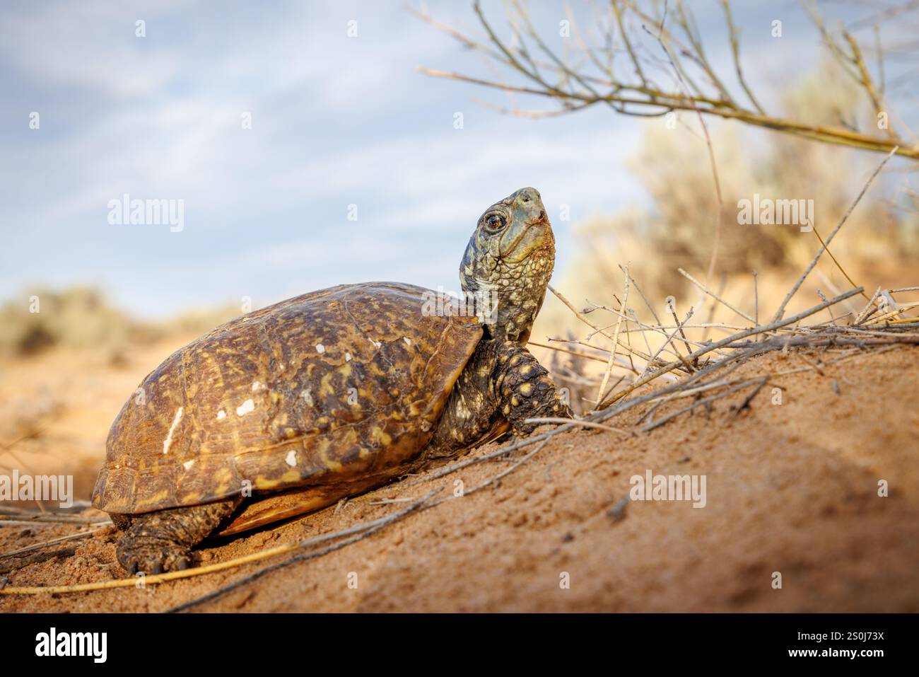 Desert Box Turtle, Socorro county, New Mexico, USA Stock Photo - Alamy