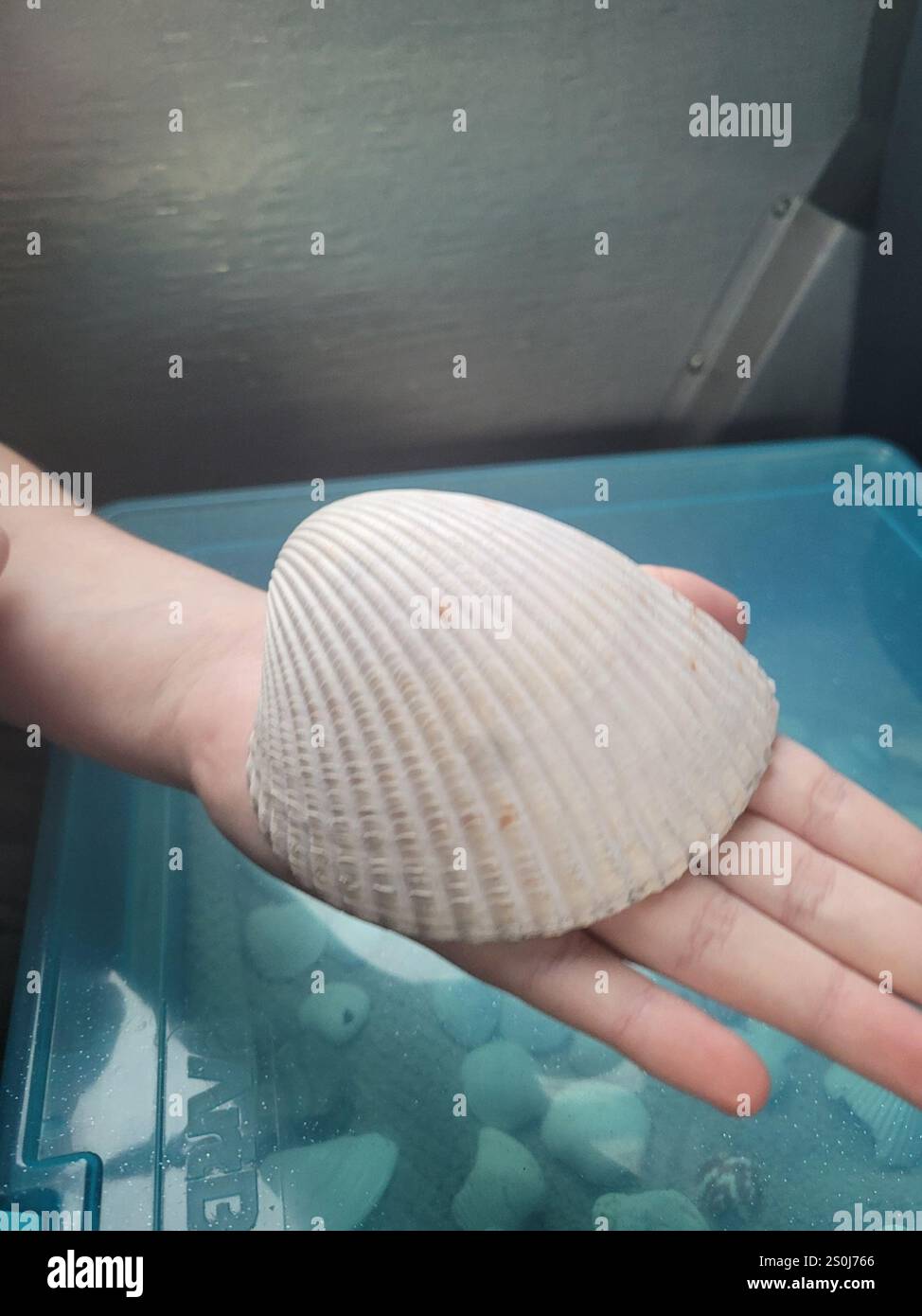 Giant Atlantic Cockle (Dinocardium robustum Stock Photo - Alamy