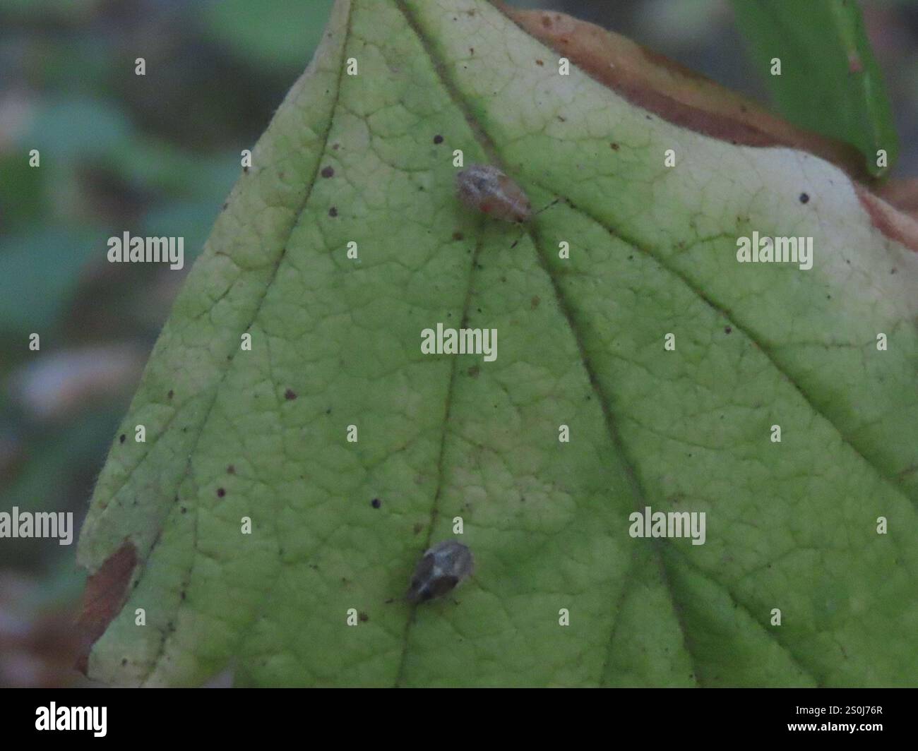True Bugs (Heteroptera Stock Photo - Alamy