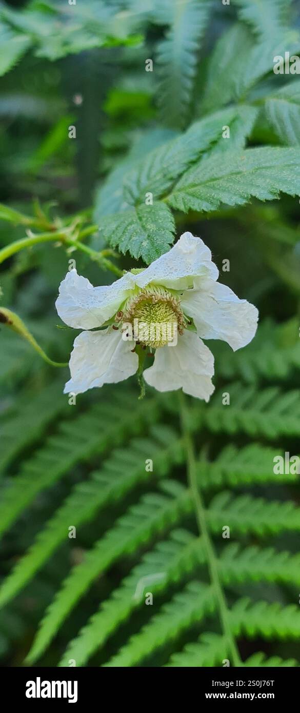 roseleaf bramble (Rubus rosifolius Stock Photo - Alamy