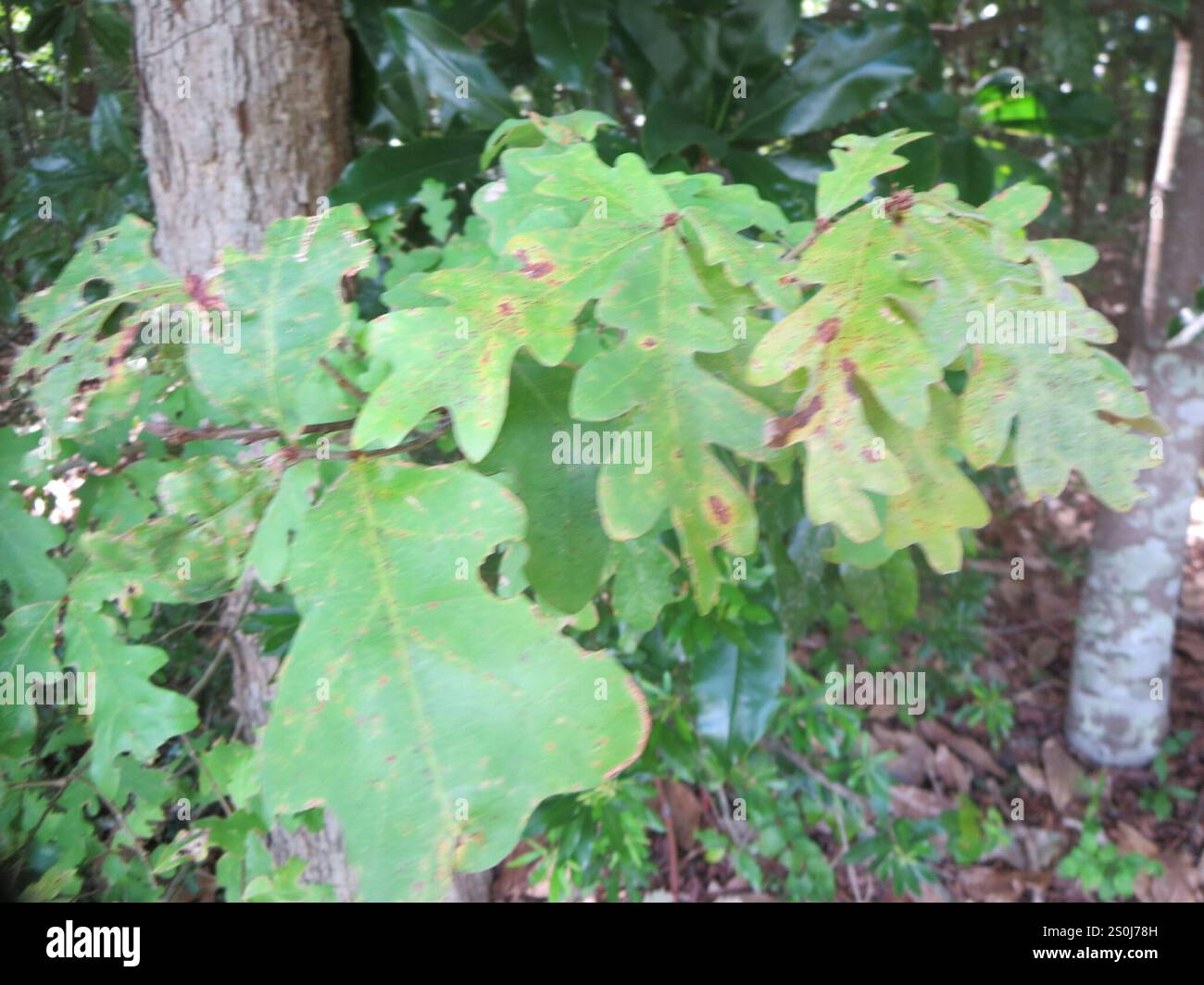 white oak (Quercus alba Stock Photo - Alamy