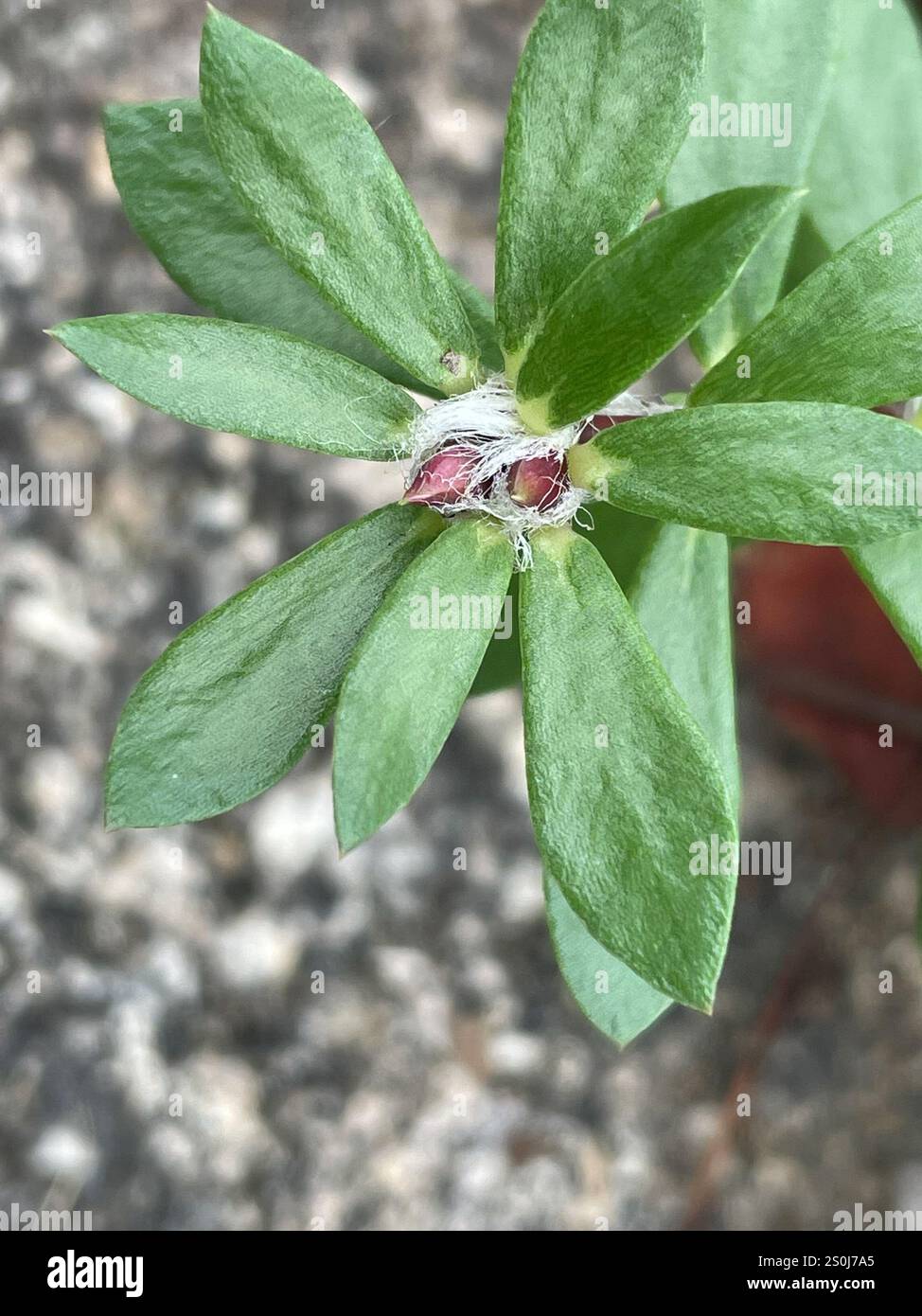 Paraguayan Purslane (Portulaca amilis Stock Photo - Alamy