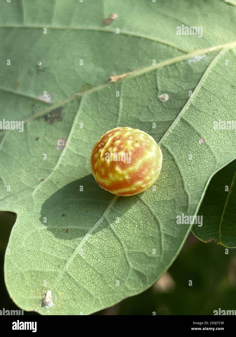 Striped Pea Gall Wasp (Cynips longiventris Stock Photo - Alamy