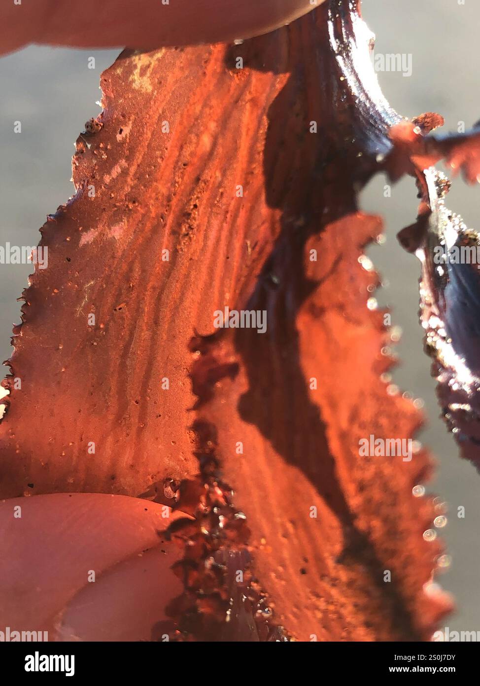 Grape Tongue (Cryptopleura ruprechtiana Stock Photo - Alamy