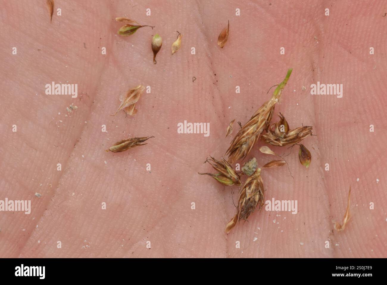 field sedge (Carex praegracilis Stock Photo - Alamy