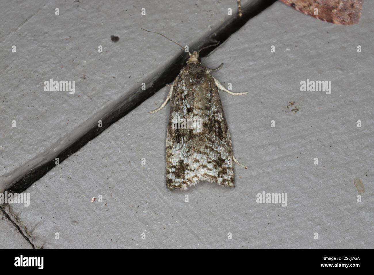 Spruce Budworm Moth (Choristoneura fumiferana Stock Photo - Alamy
