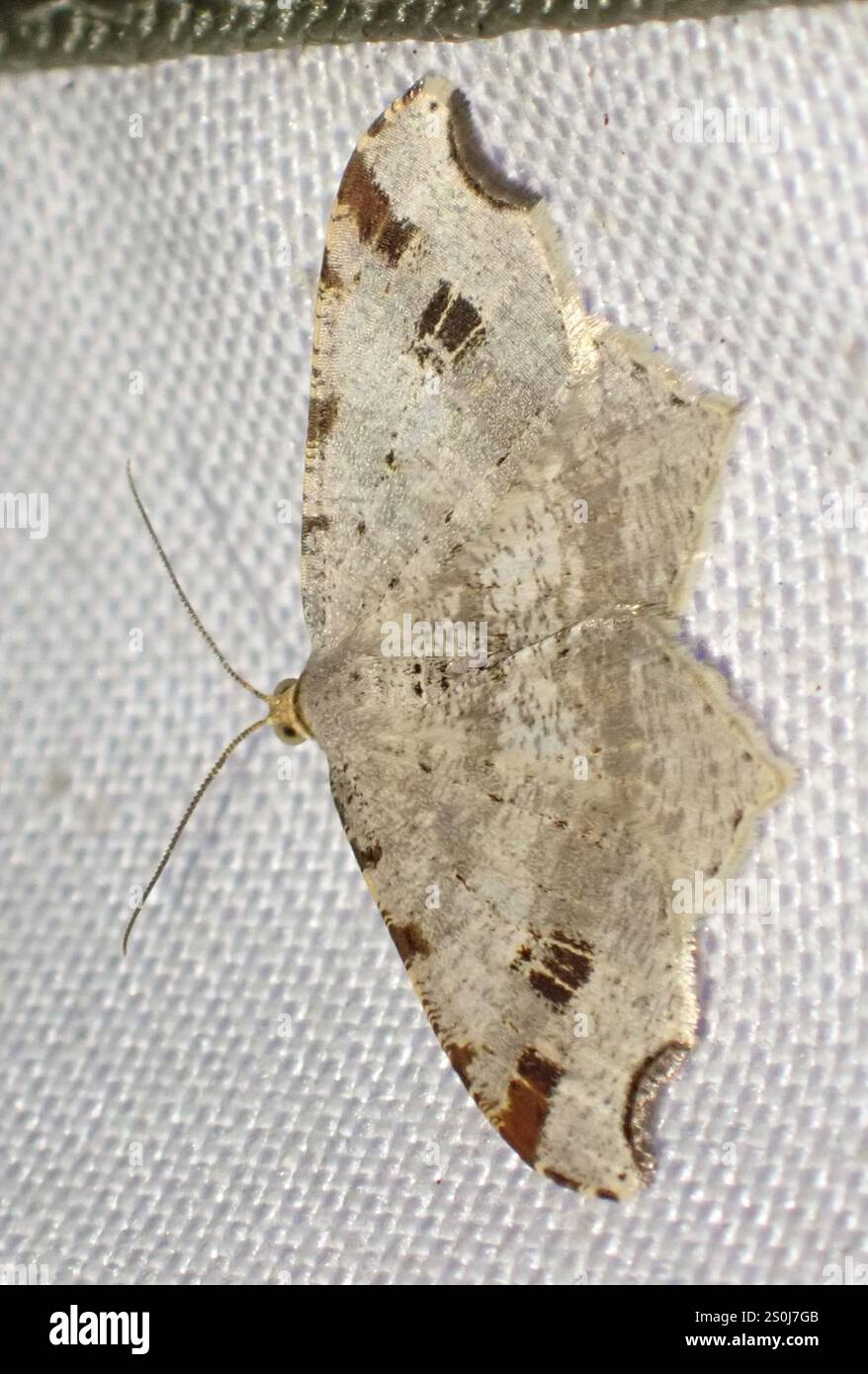 Sharp-angled Peacock Moth (Macaria alternata Stock Photo - Alamy