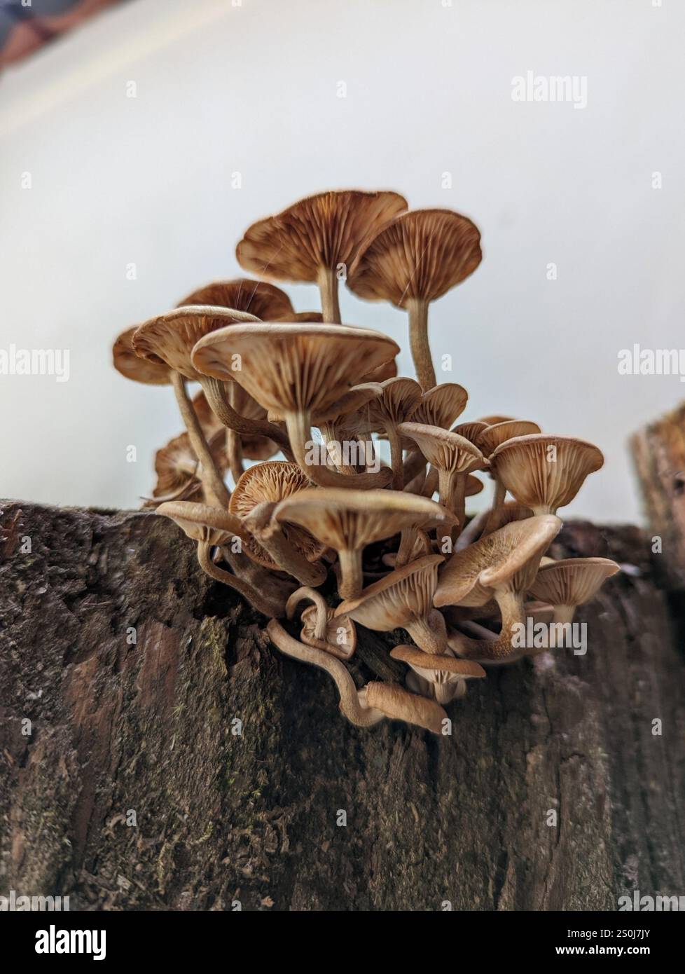 honey mushrooms (Armillaria Stock Photo - Alamy