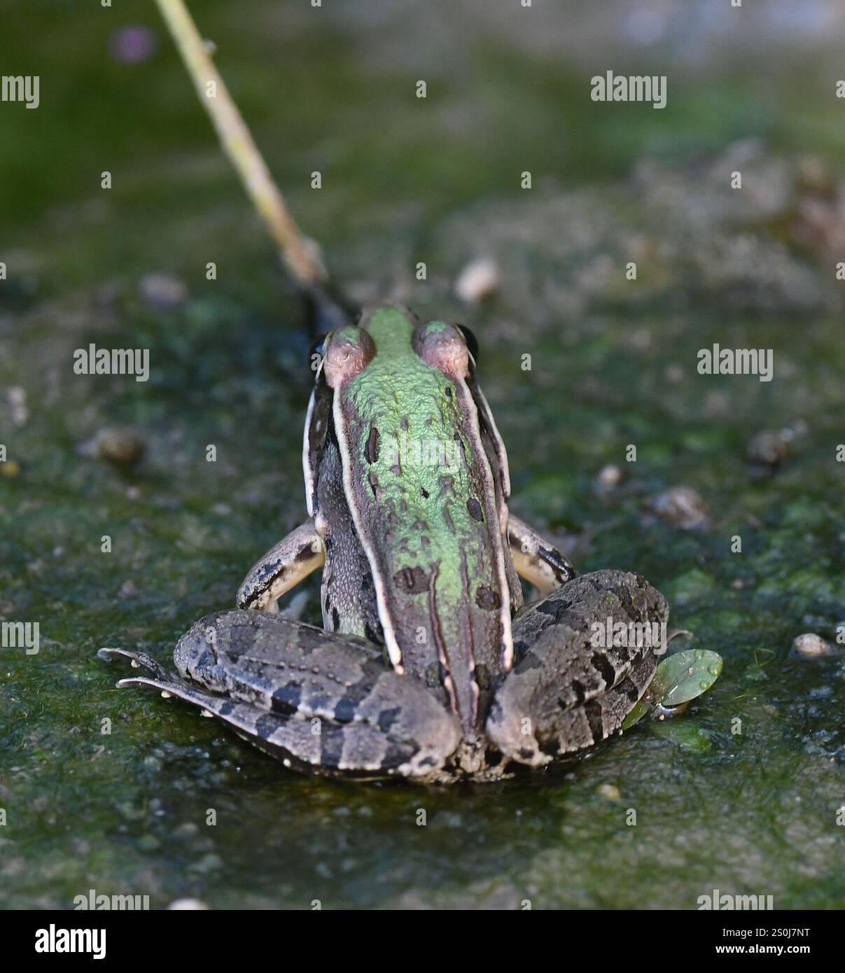 Southern Leopard Frog (Lithobates sphenocephalus Stock Photo - Alamy