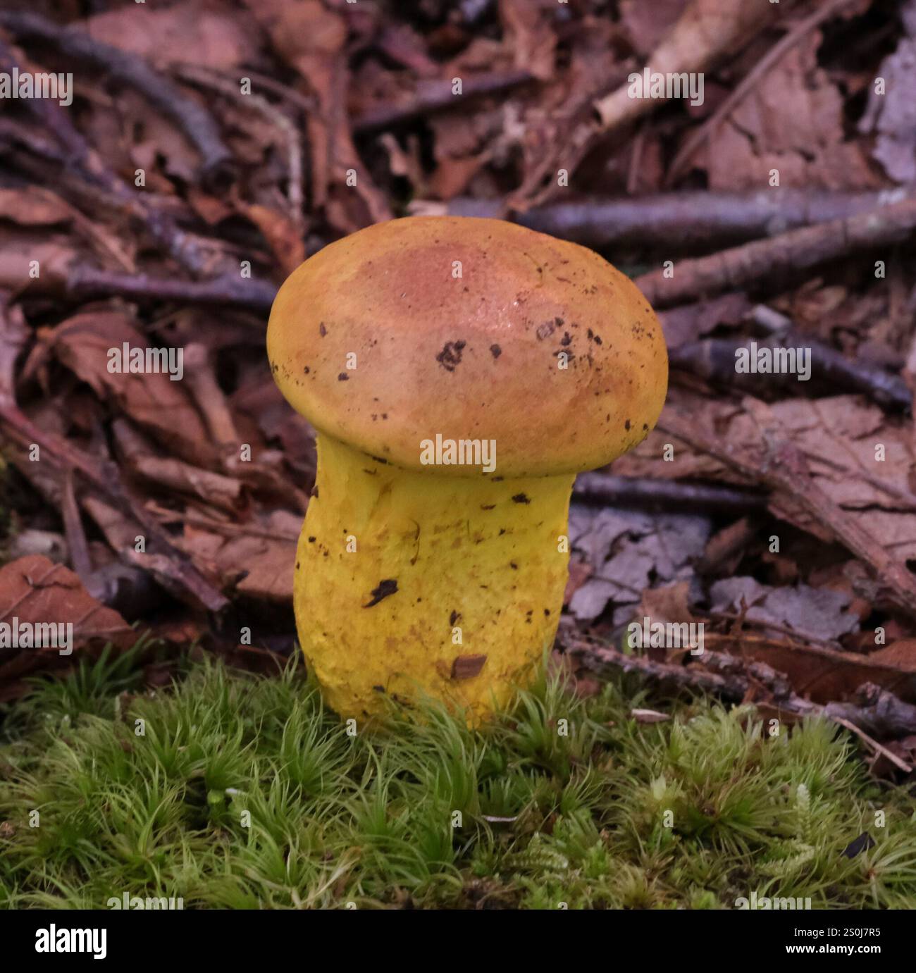 powdery sulfur bolete (Pulveroboletus ravenelii Stock Photo - Alamy