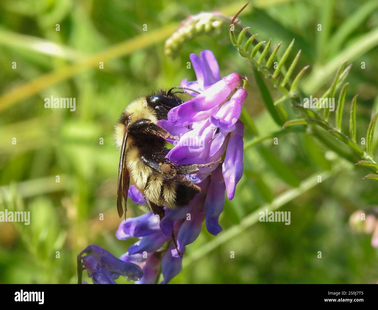 Golden Northern Bumble Bee (Bombus fervidus Stock Photo - Alamy