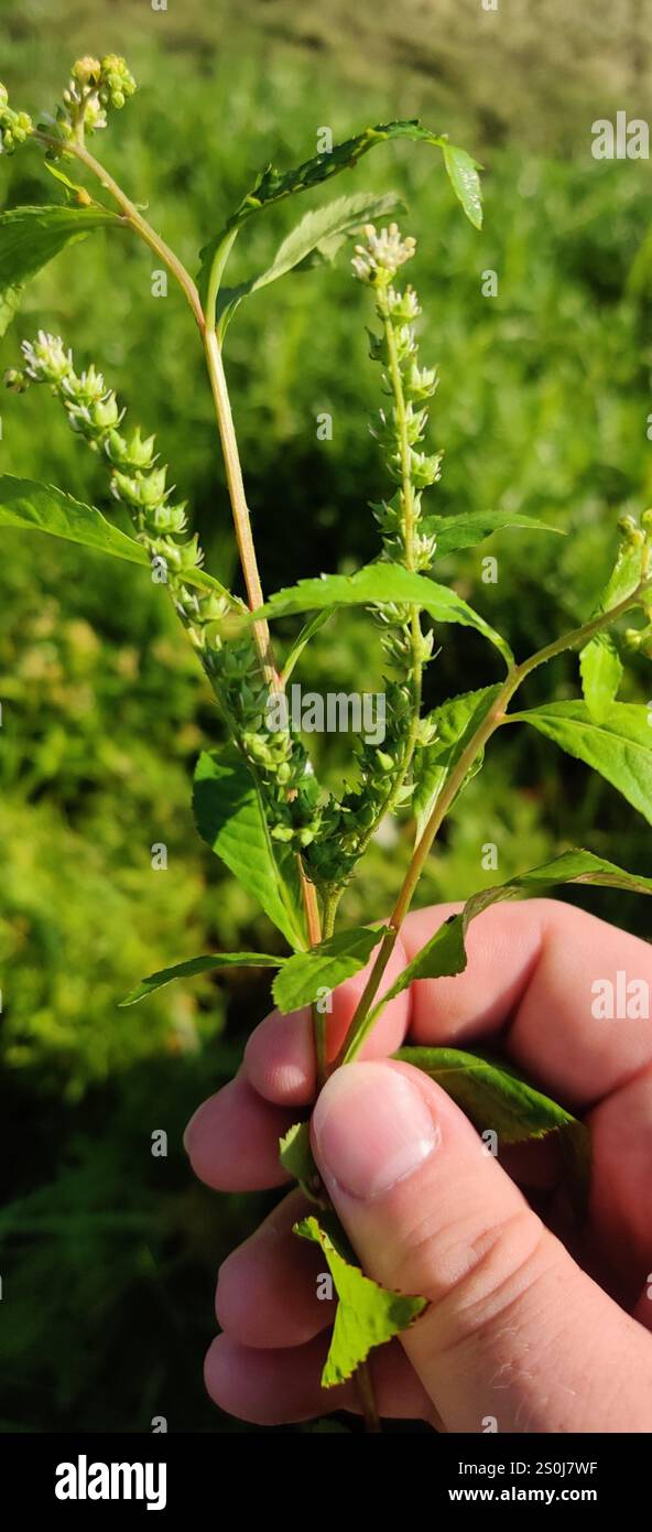 ditch stonecrop (Penthorum sedoides Stock Photo - Alamy