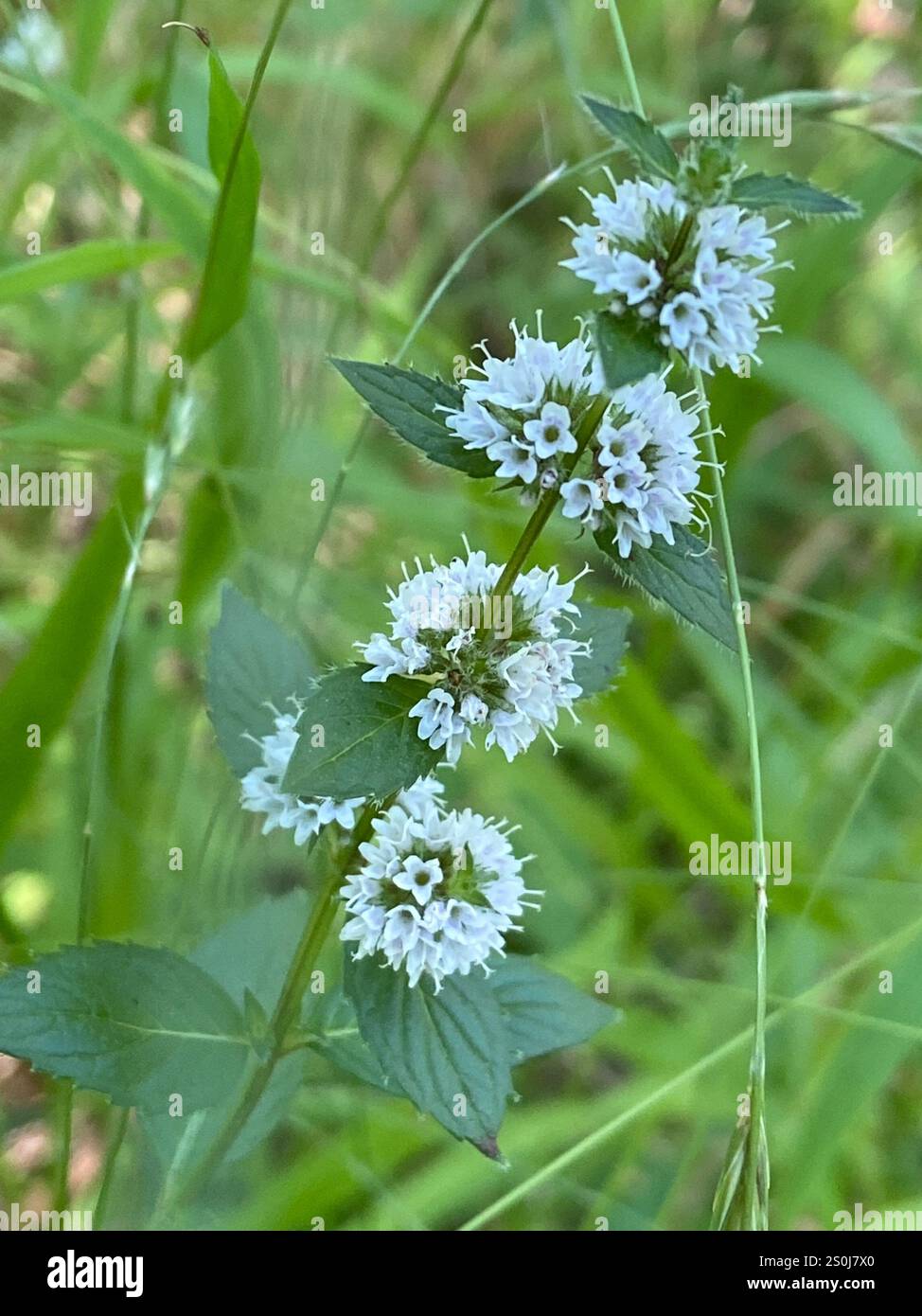 corn mint (Mentha arvensis Stock Photo - Alamy