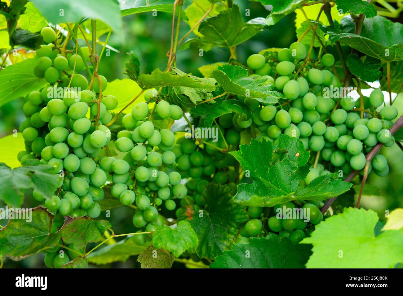 Clusters of green grapes are densely packed on vines surrounded by ...