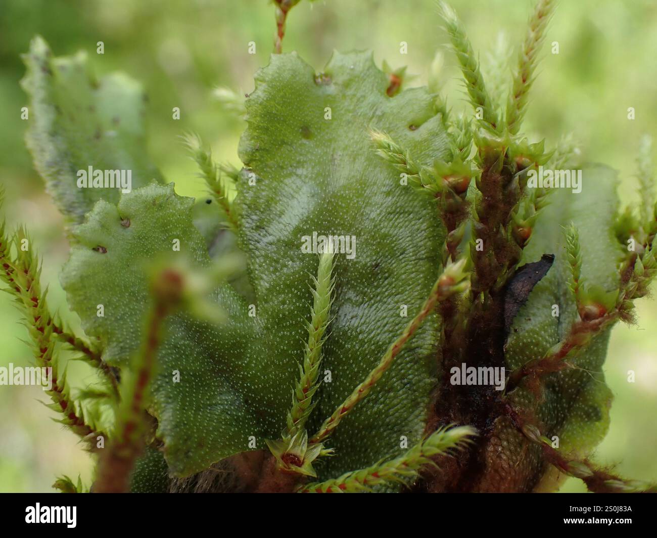 Common Liverwort (Marchantia polymorpha Stock Photo - Alamy
