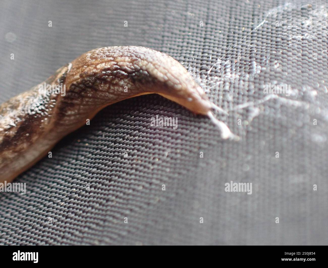 Taildropper Slugs (Prophysaon Stock Photo - Alamy