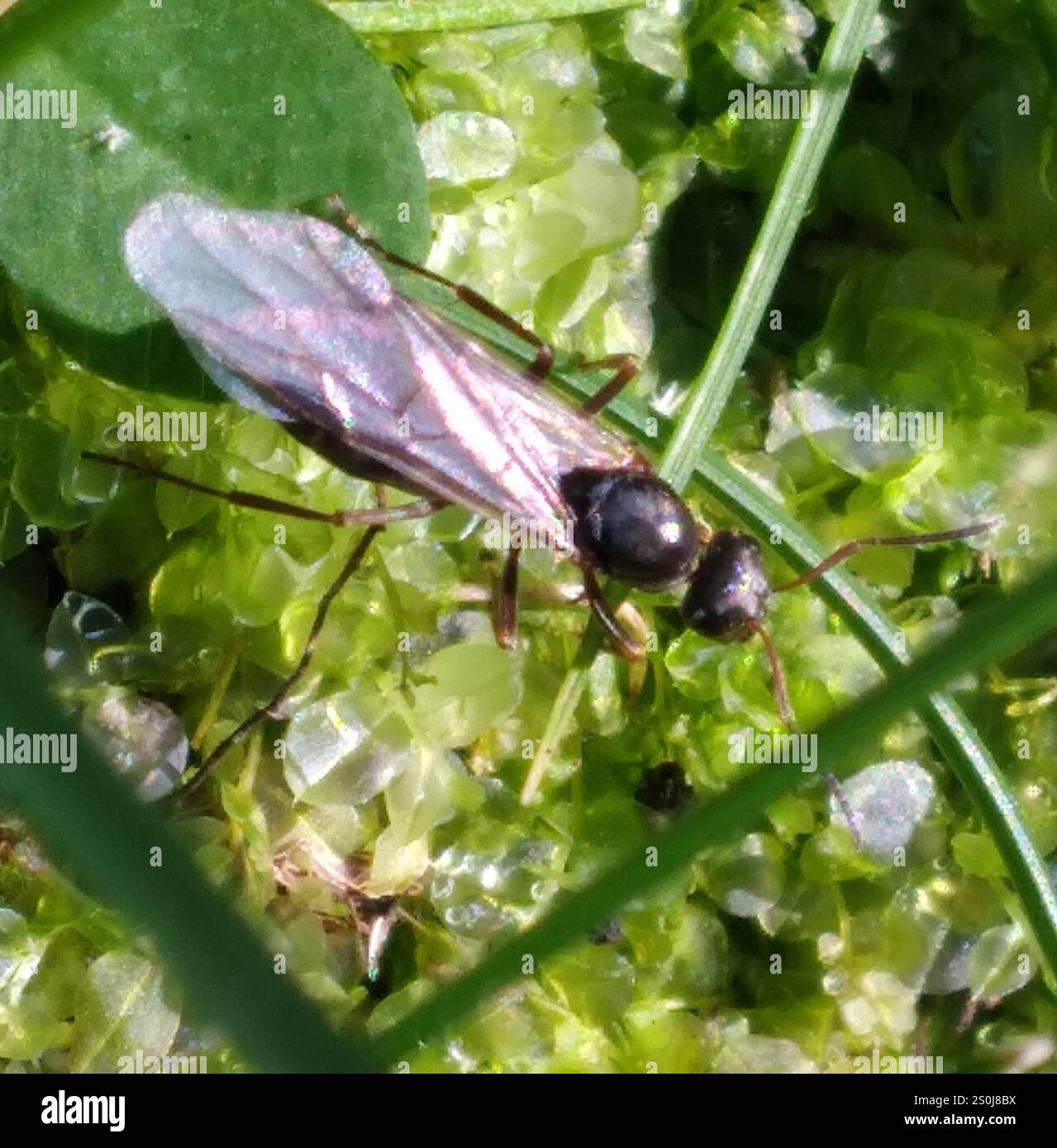fusca-group Field Ants and Allies (Formica fusca Stock Photo - Alamy