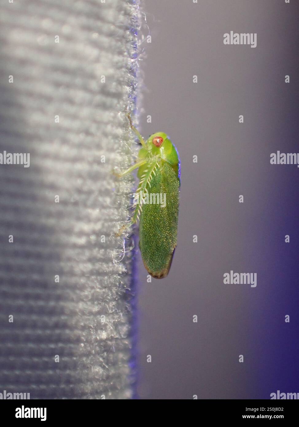 Typical Leafhoppers (Cicadellidae Stock Photo - Alamy