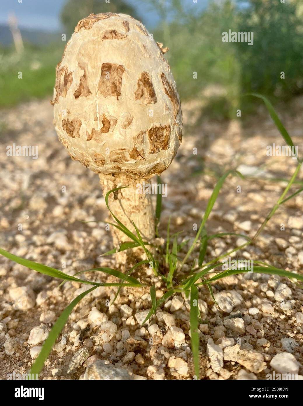 Desert Shaggymane (Podaxis pistillaris Stock Photo - Alamy