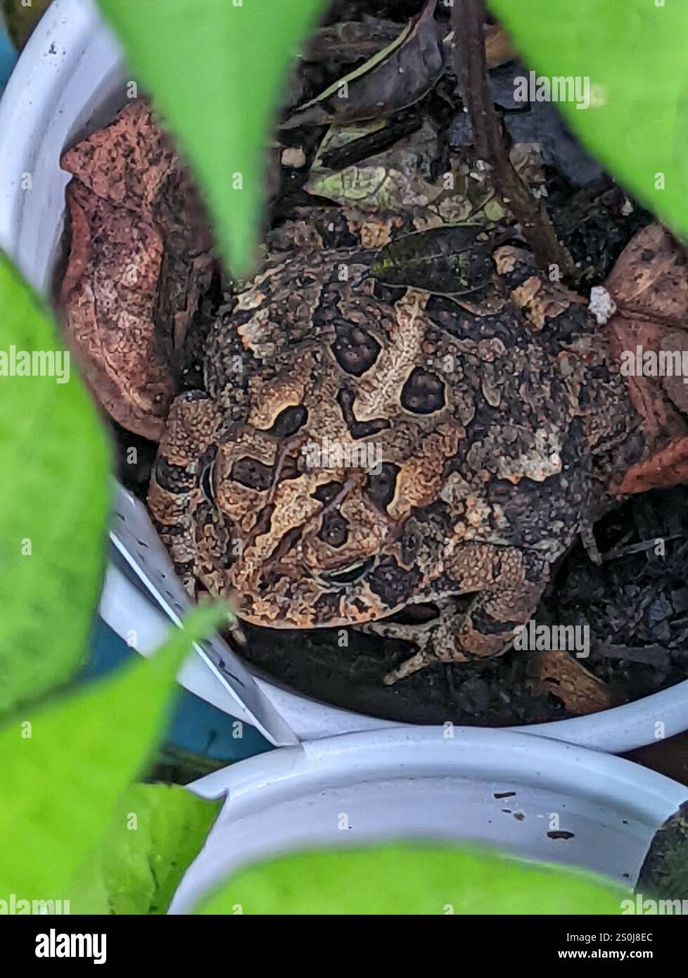 Southern Toad (Anaxyrus terrestris Stock Photo - Alamy