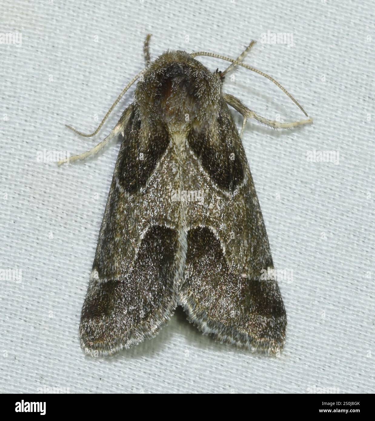 Ragweed Flower Moth (Schinia rivulosa Stock Photo - Alamy