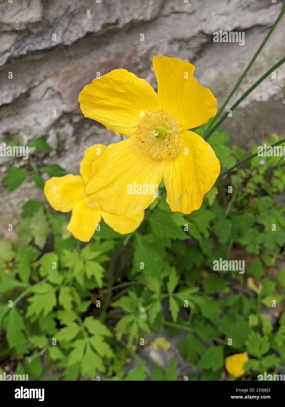 Ice Poppy (Oreomecon crocea Stock Photo - Alamy