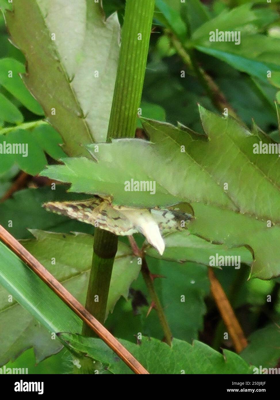 Stained-glass Moth (Samea castellalis Stock Photo - Alamy