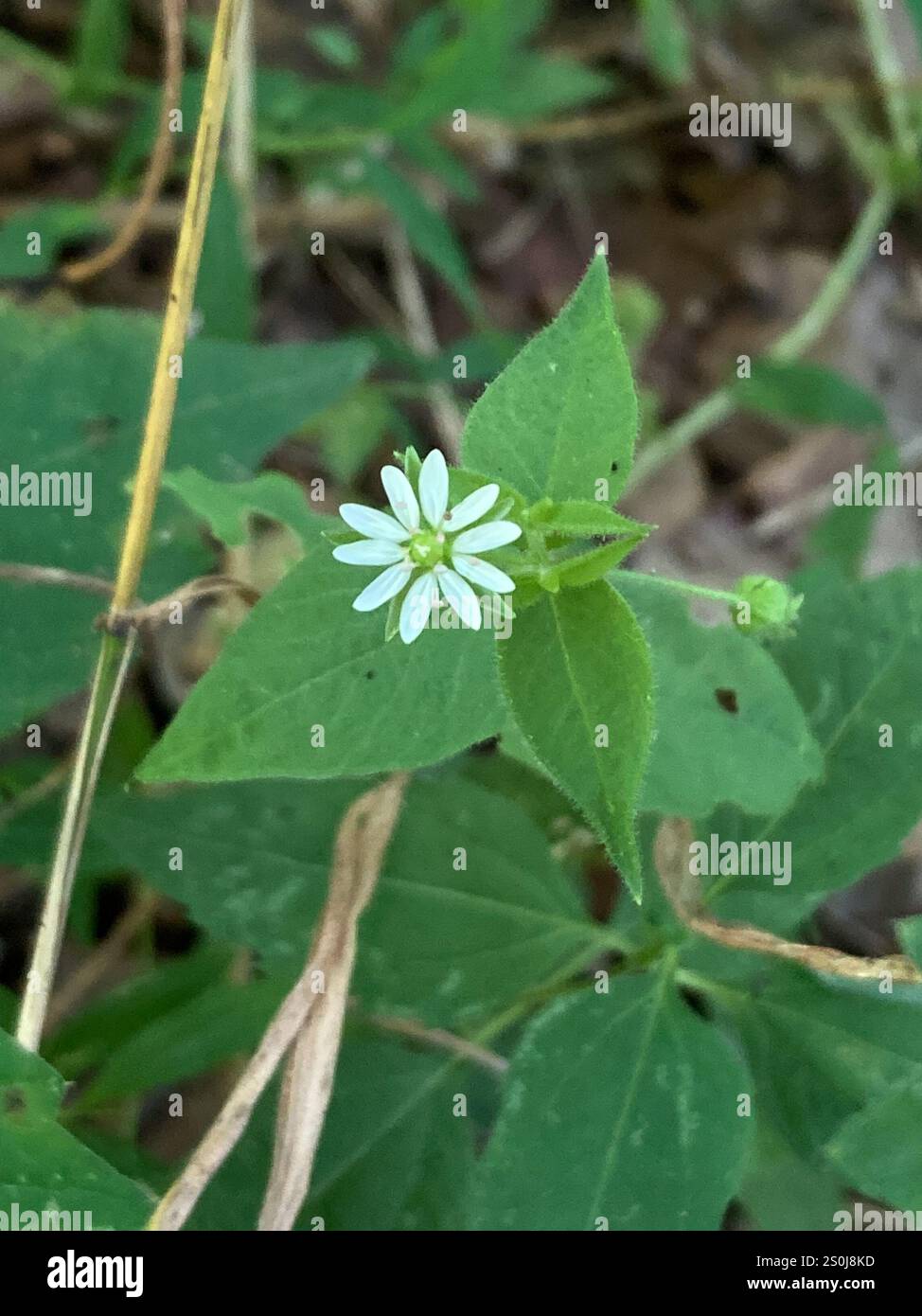 Water Chickweed (Stellaria aquatica Stock Photo - Alamy