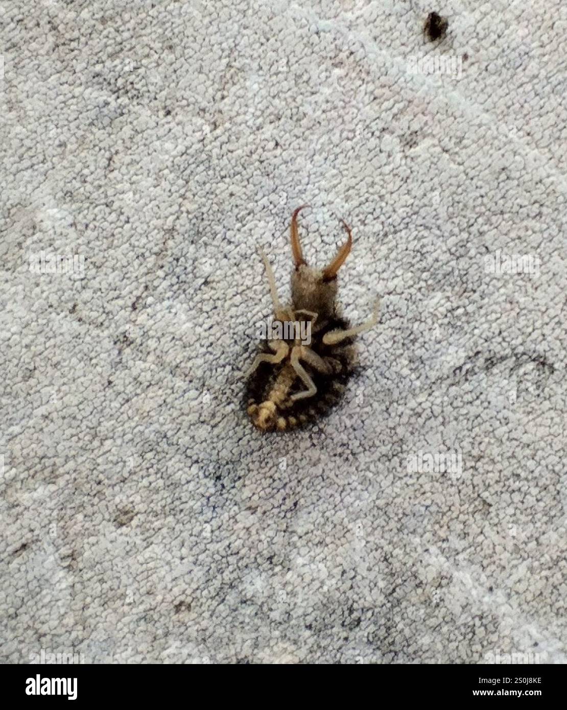 Pit trapping antlions hi-res stock photography and images - Alamy