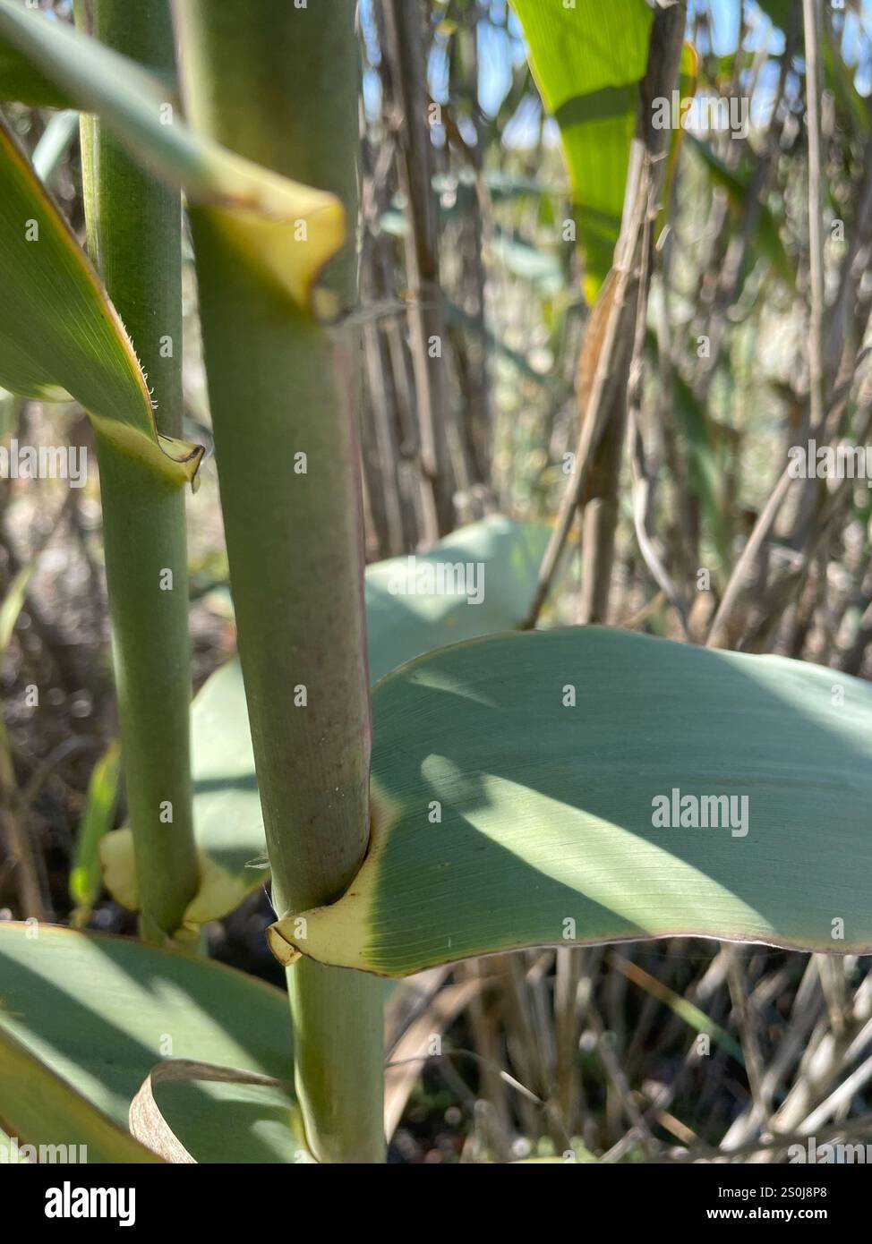 giant reed (Arundo donax Stock Photo - Alamy