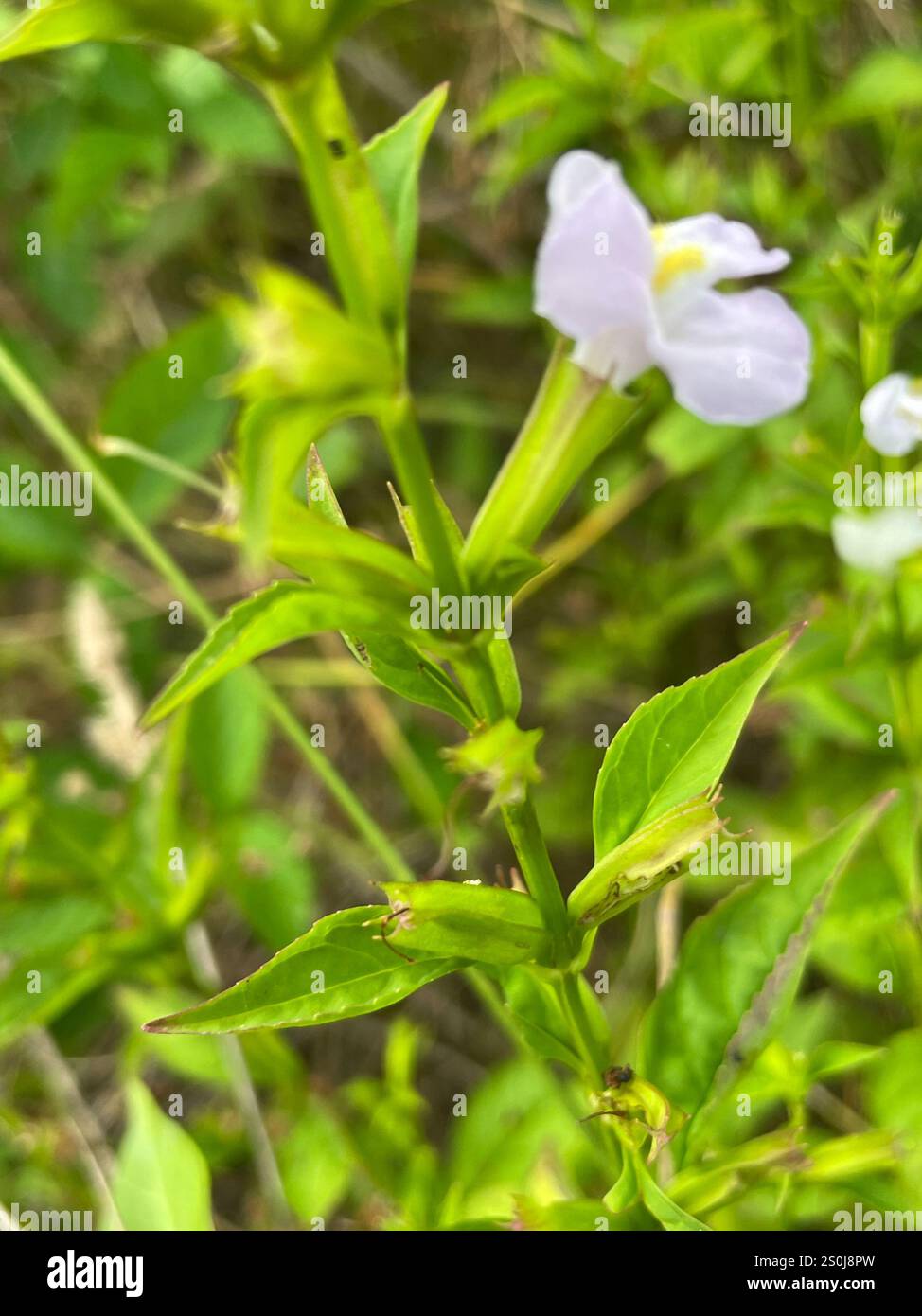 sharpwing monkeyflower (Mimulus alatus Stock Photo - Alamy