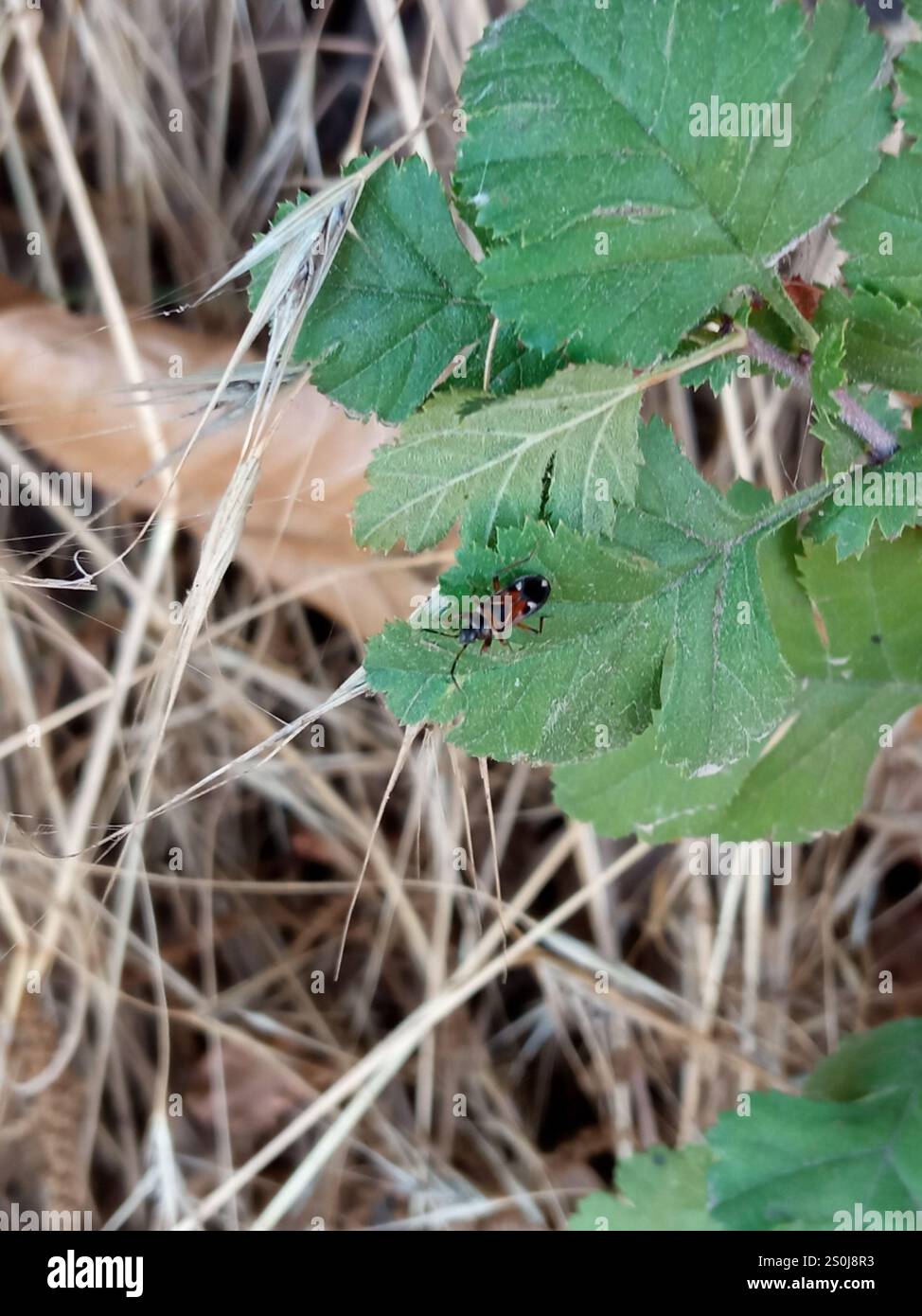 white-spotted groundbug (Raglius alboacuminatus Stock Photo - Alamy