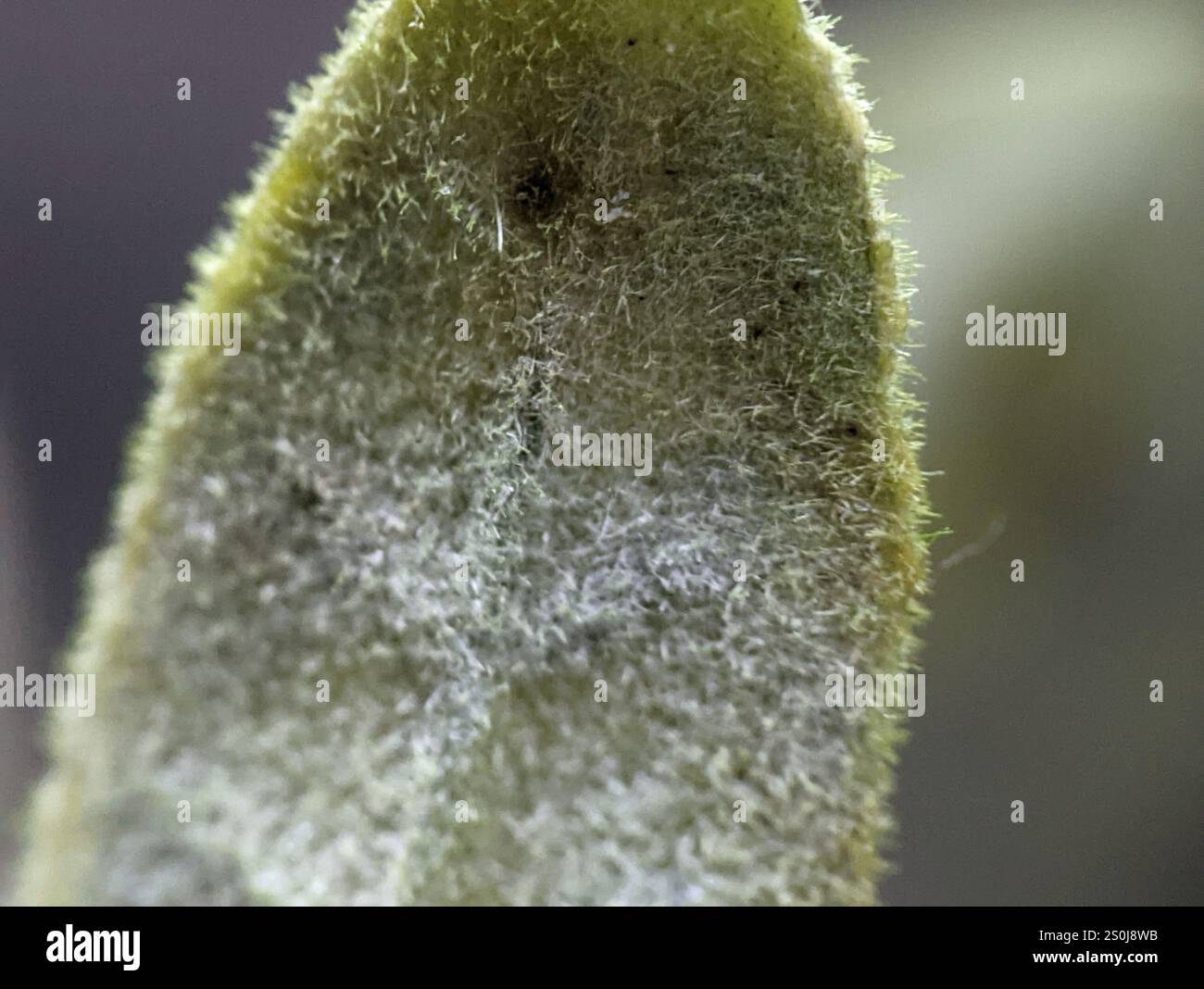 Powdery Mildews (Erysiphaceae Stock Photo - Alamy