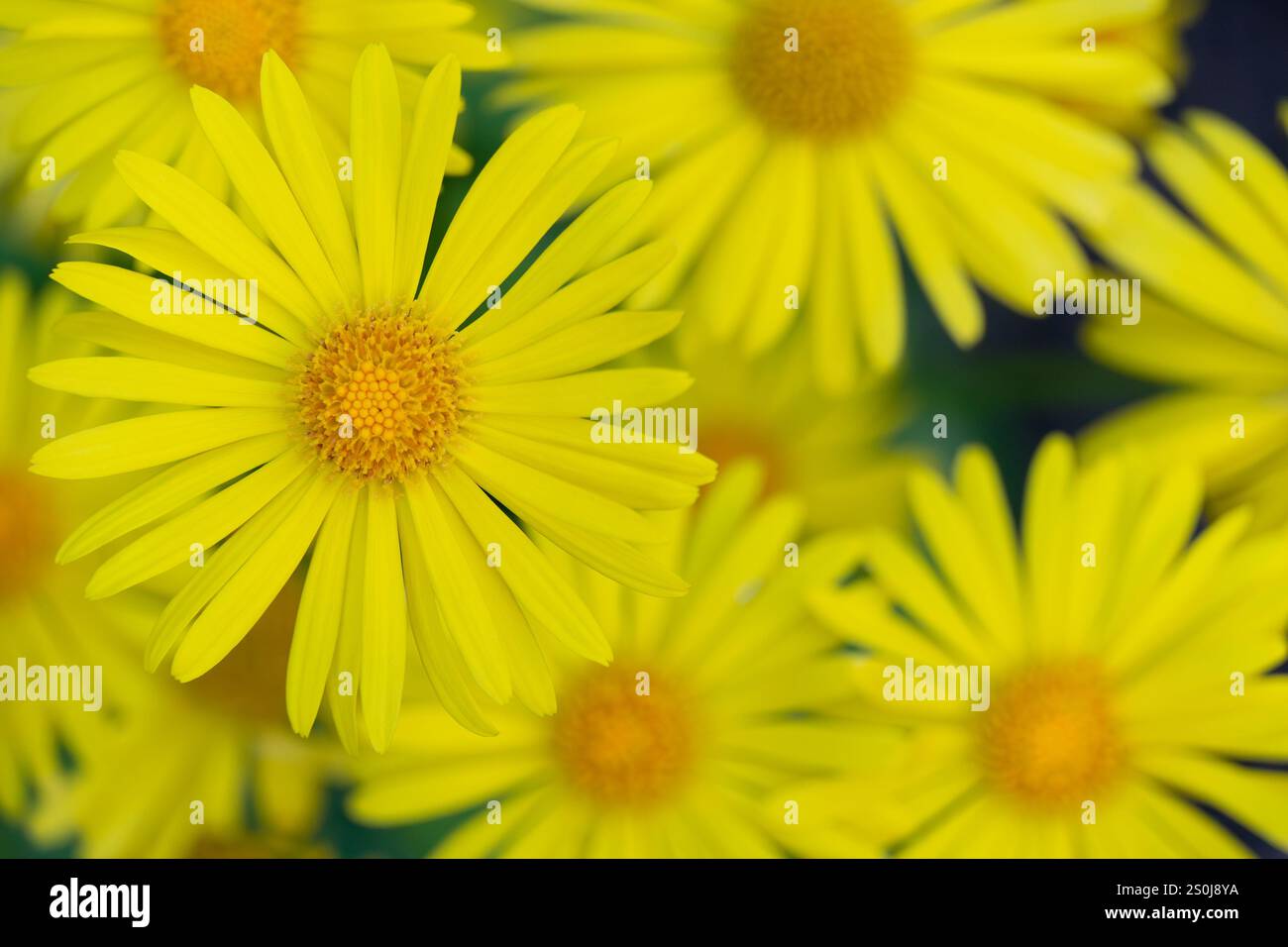 Vibrant yellow flowers spread across a garden, basking in warm sunlight ...