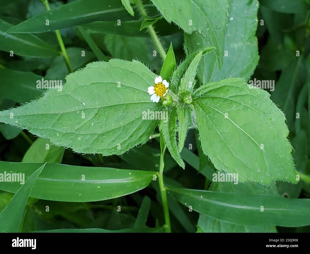 shaggy soldier (Galinsoga quadriradiata Stock Photo - Alamy