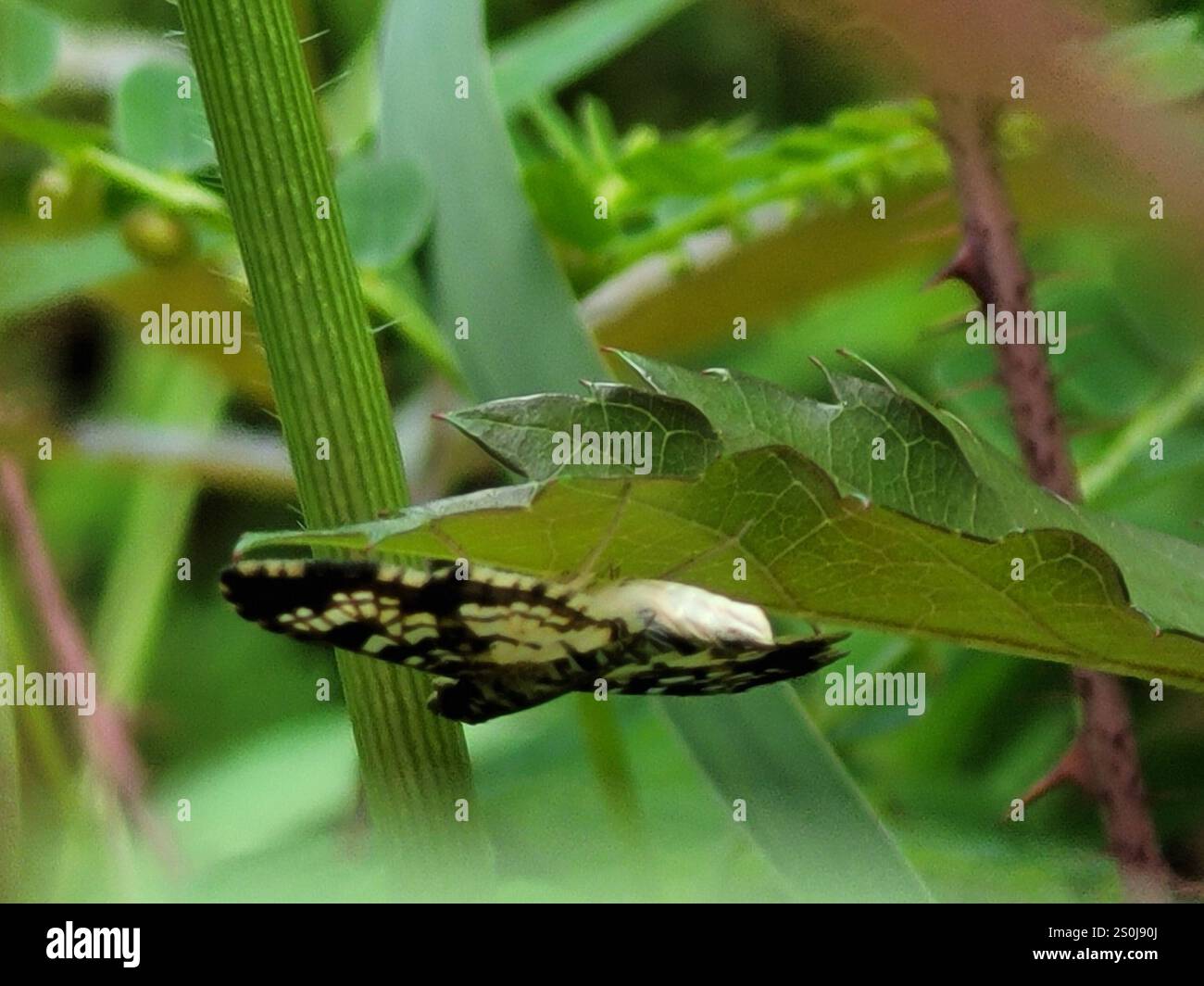 Stained-glass Moth (Samea castellalis Stock Photo - Alamy