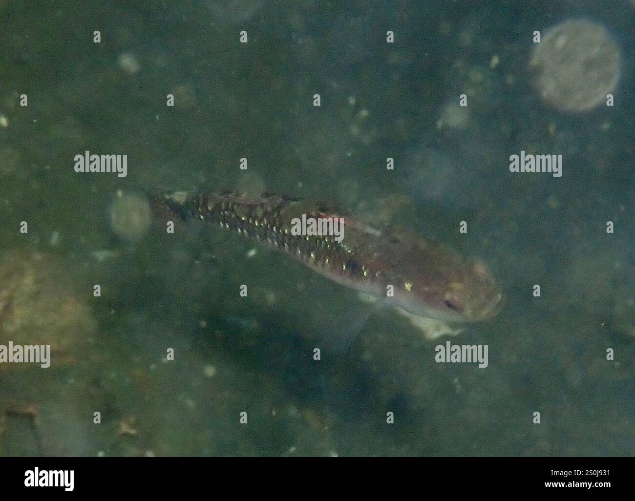 Two-spotted Goby (Pomatoschistus flavescens Stock Photo - Alamy